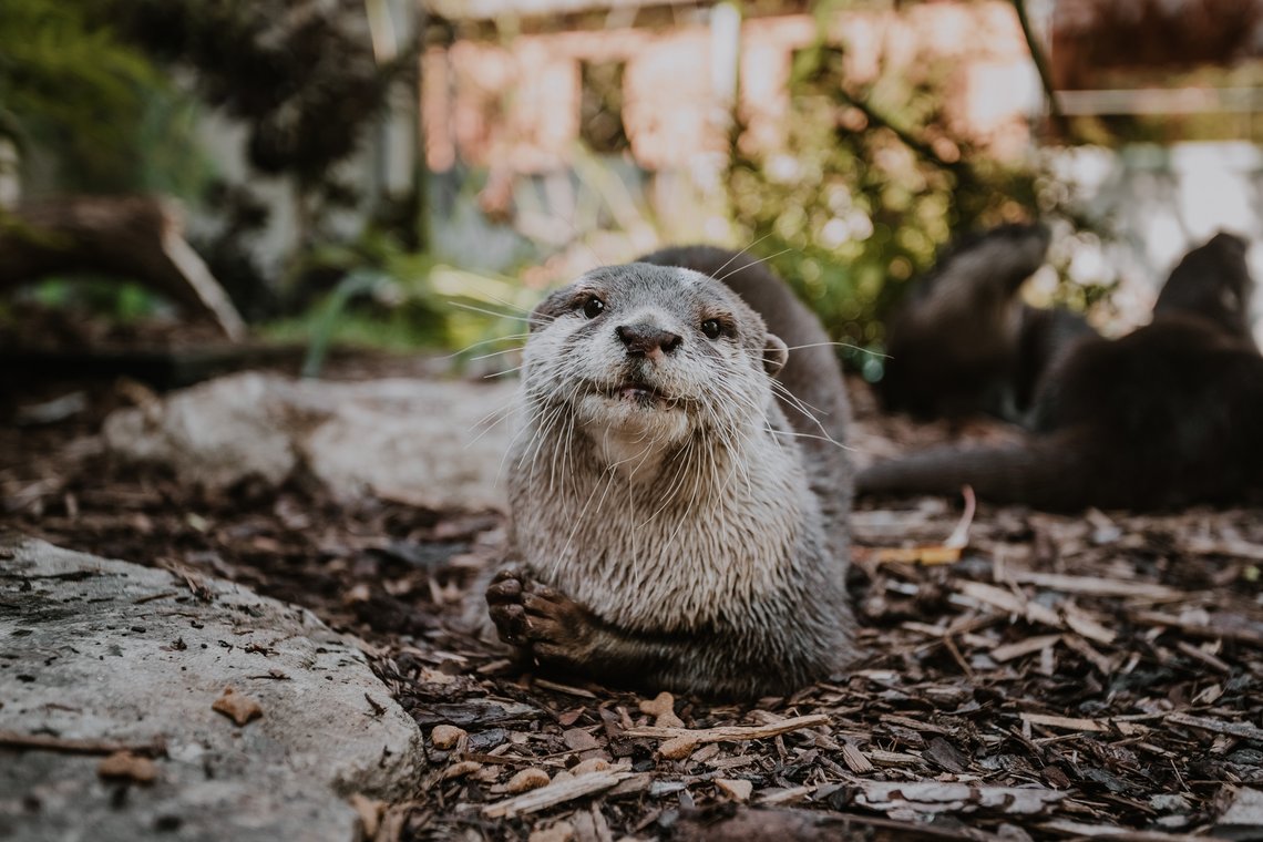 Startseite - Tierpark + Fossilium Bochum